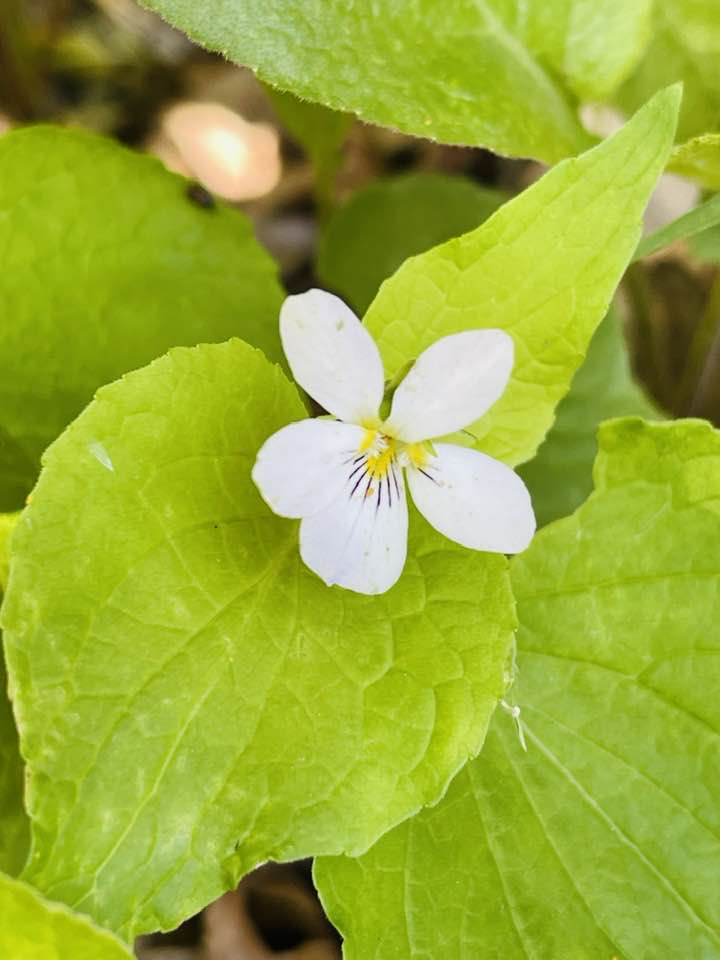 Waking Up – Danielle Dreams in Wildflowers