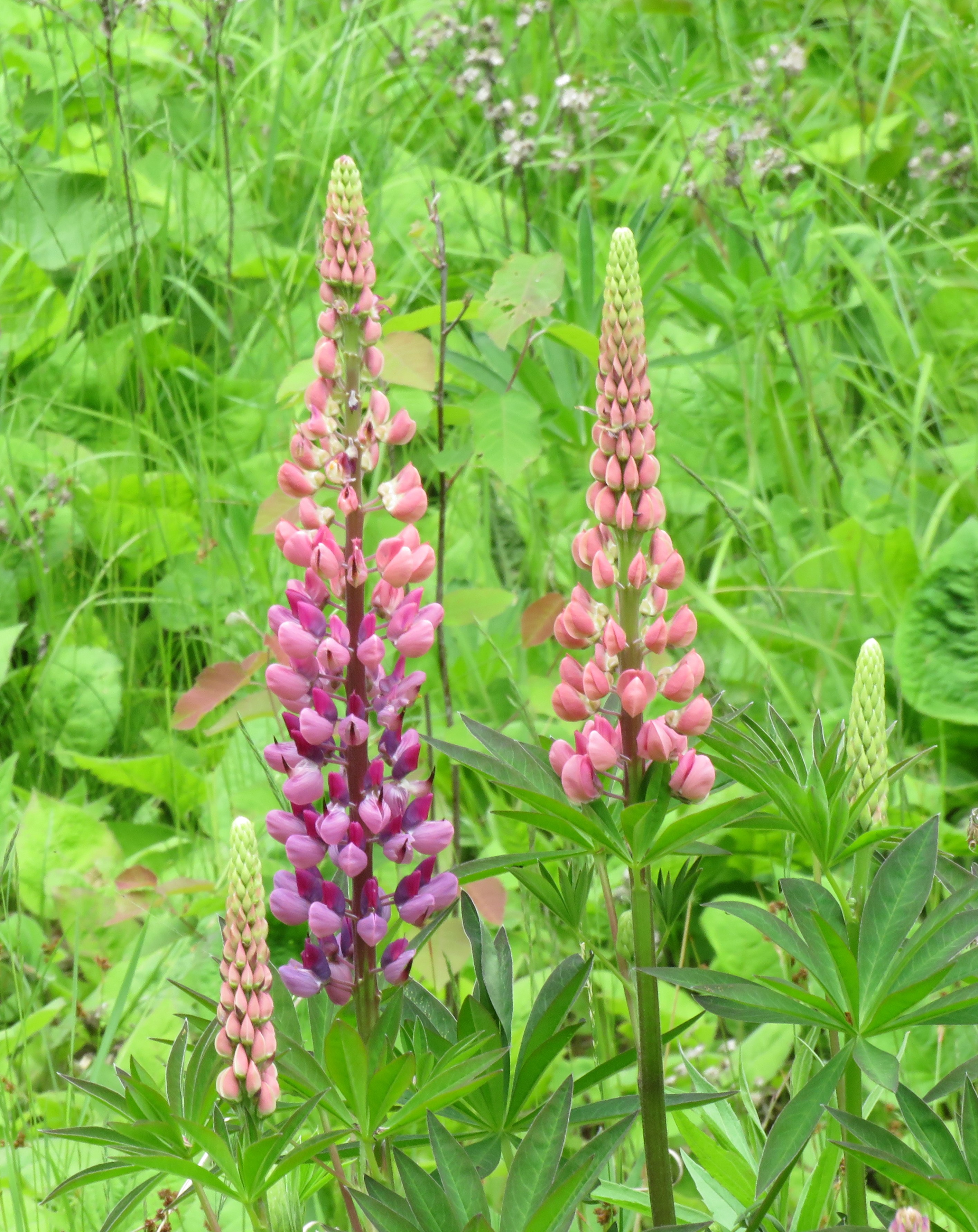 bayfield peninsula – Danielle Dreams in Wildflowers