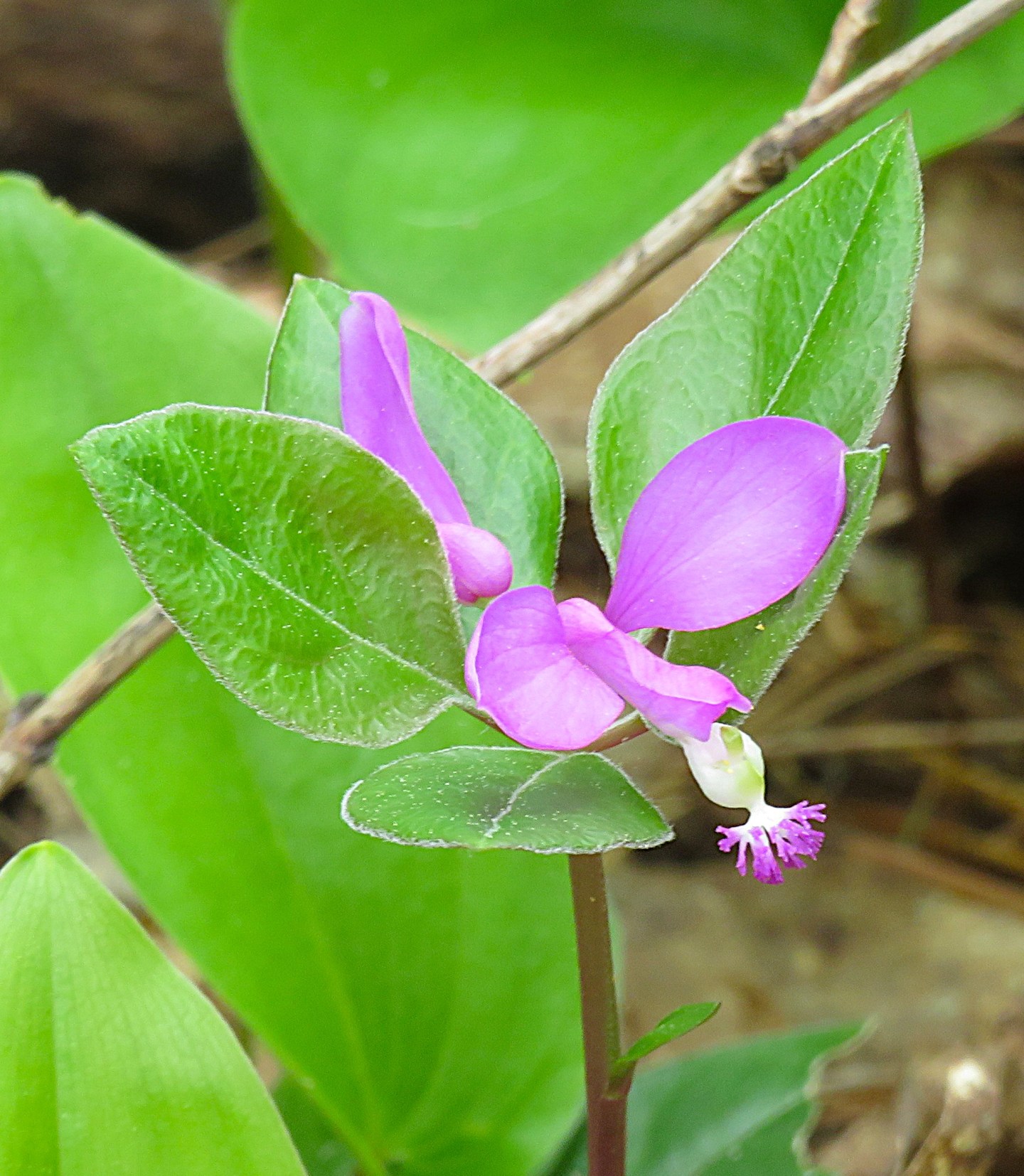 gratitude – Danielle Dreams in Wildflowers